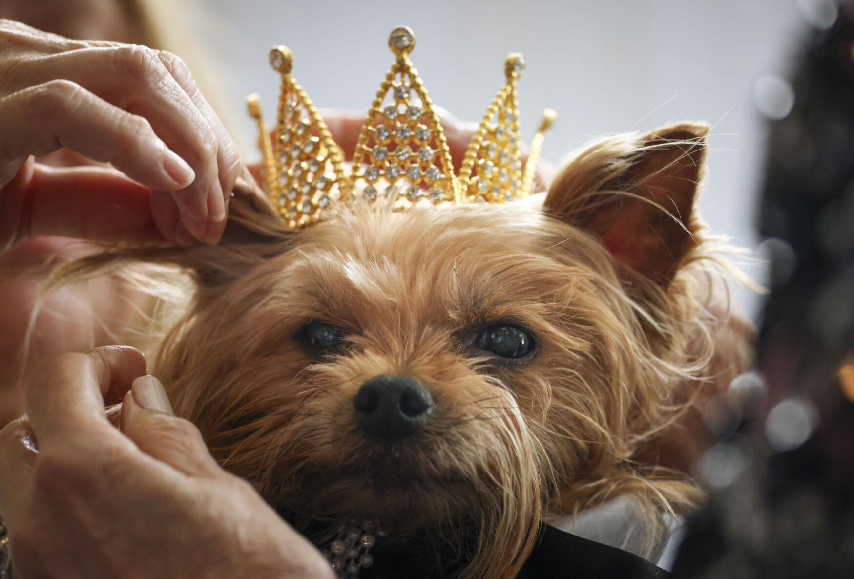 Photos: Barkus royalty eat lamb chops at Galatoire's | Mardi Gras ...