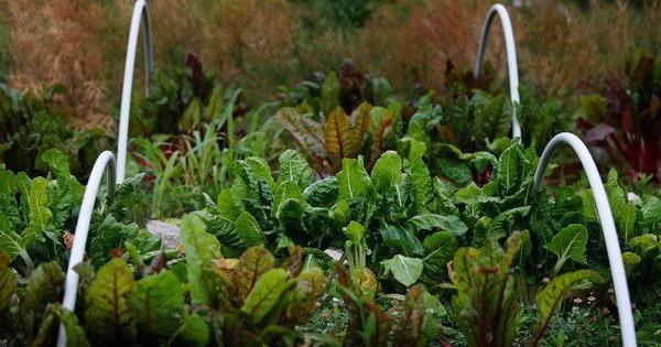 Vegetable rows: north to south or east to west? | Home/Garden | nola.com