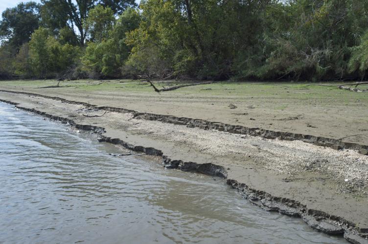 The water's fine: Here's why thousands of dead fish washed ashore along ...