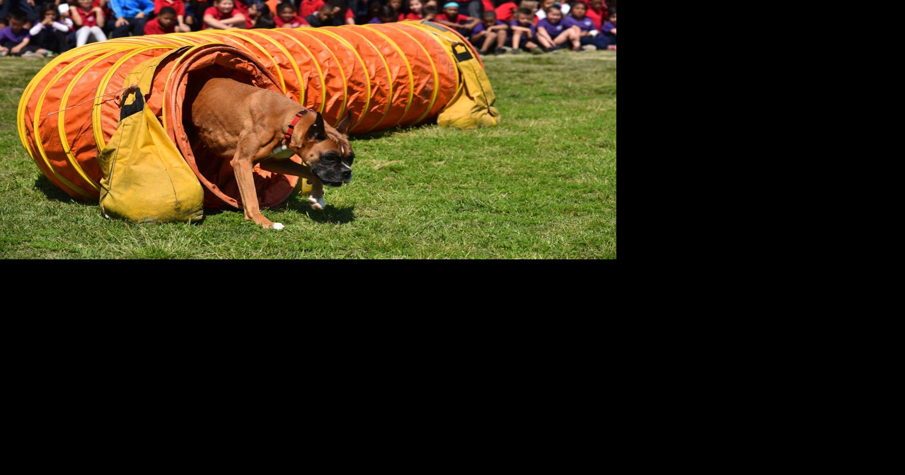 Bissonet Plaza Elementary School treats students to dog agility show ...