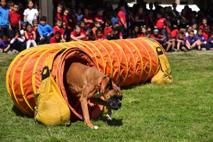 Bissonet Plaza Elementary School treats students to dog agility show ...