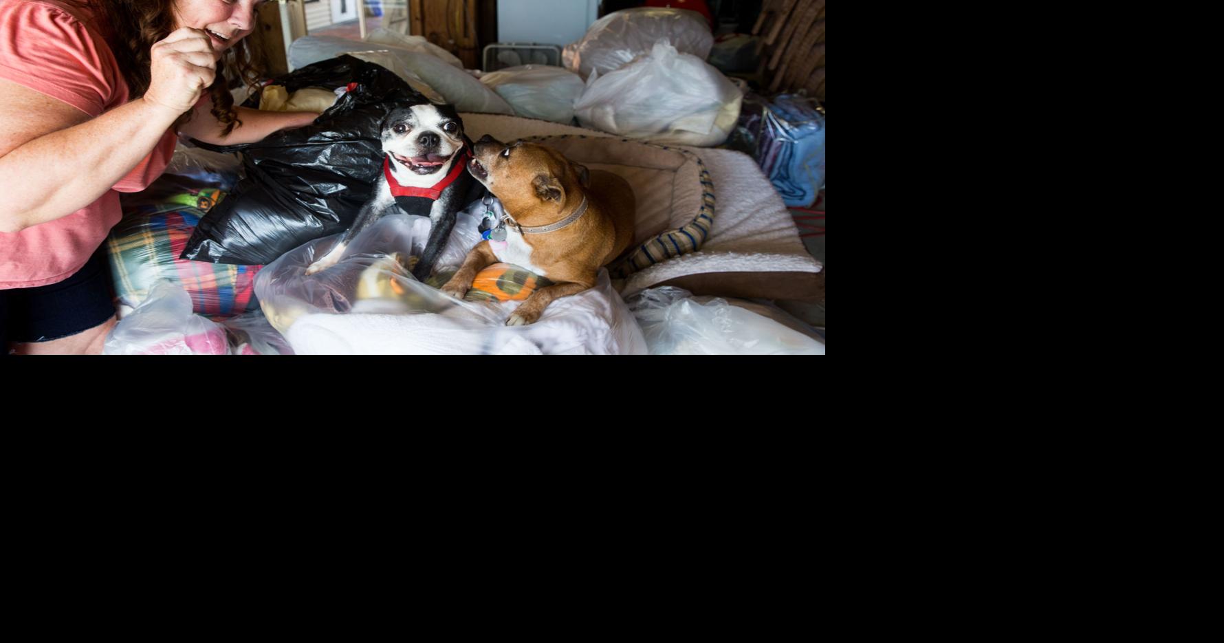 'The needs are so great': Metairie animal-lover collects towels and ...