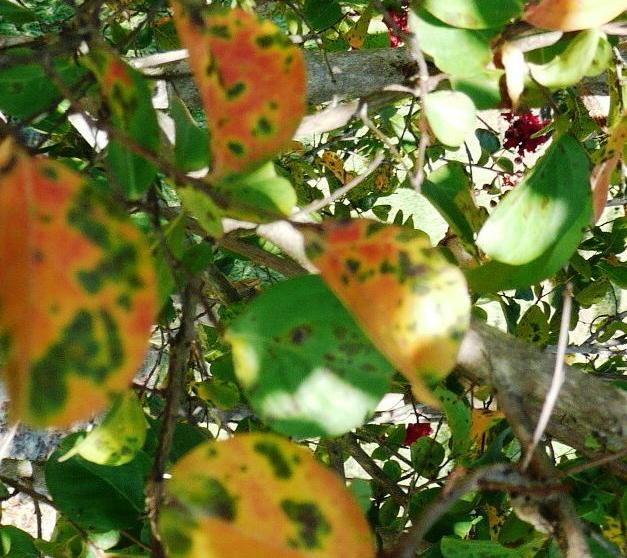 crepe myrtle problems