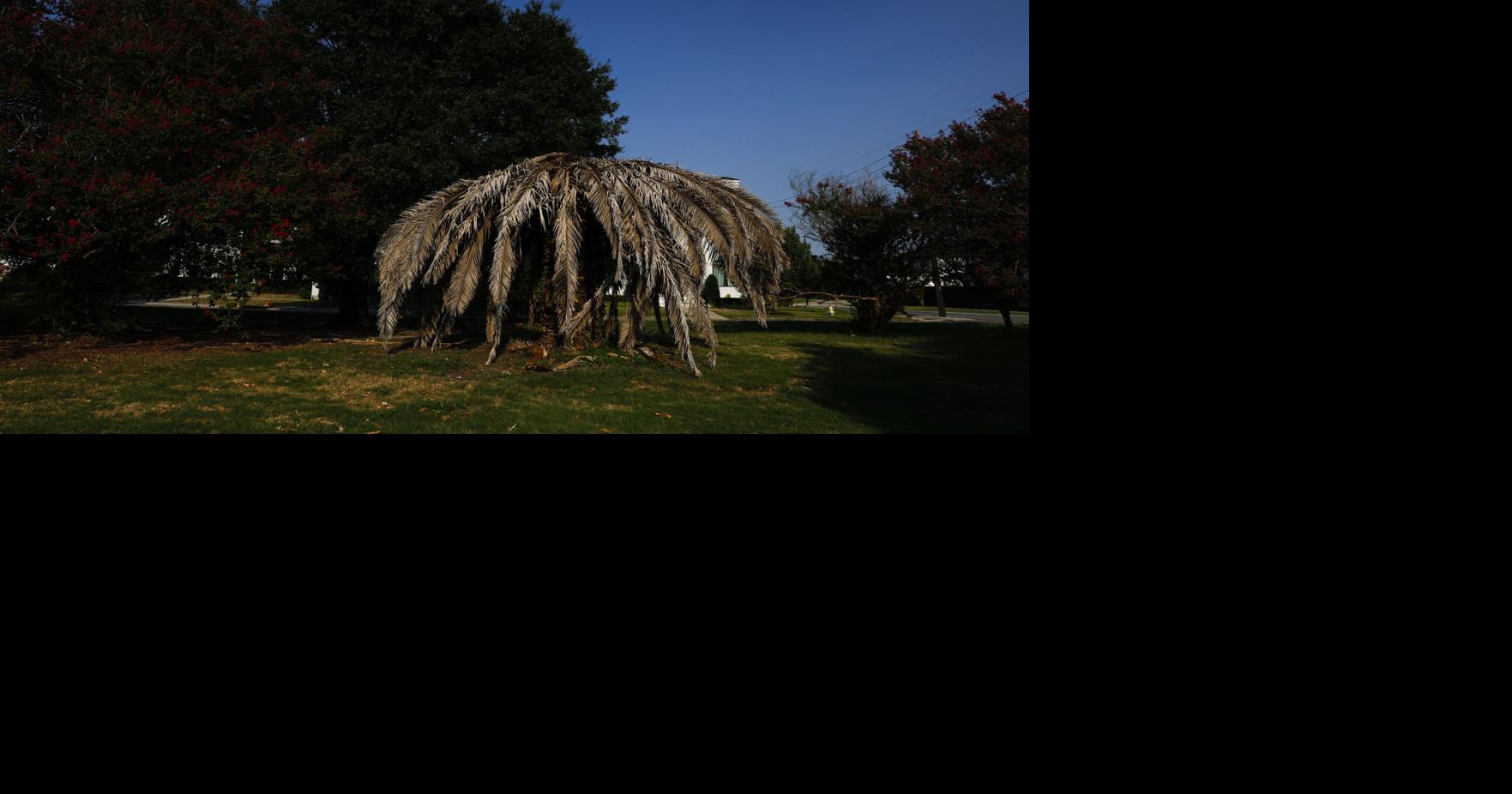Five things to know about the disease wiping out palm trees ...