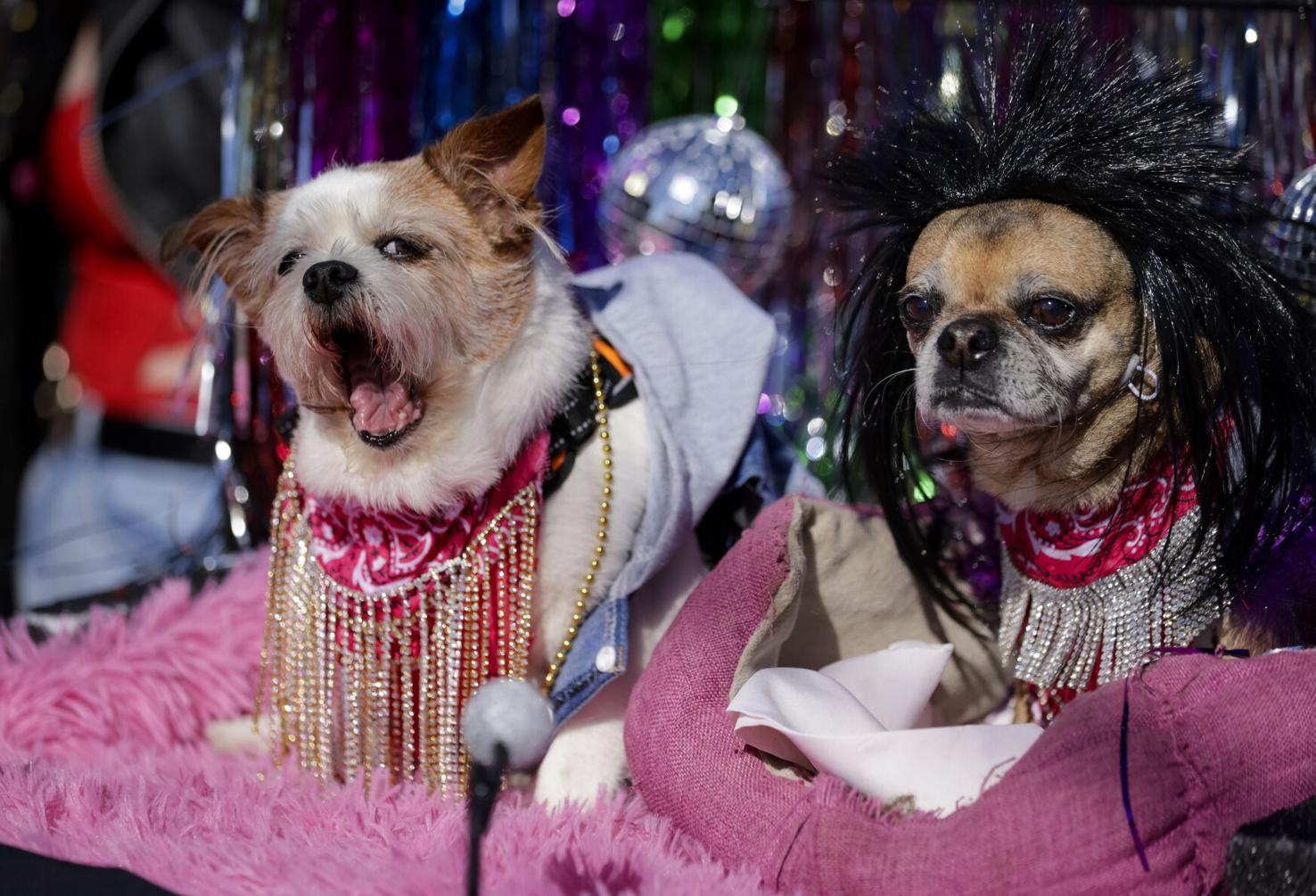 Photos: Mardi Paws howls to 'Bark 'n' Roll' during 30th parade in ...