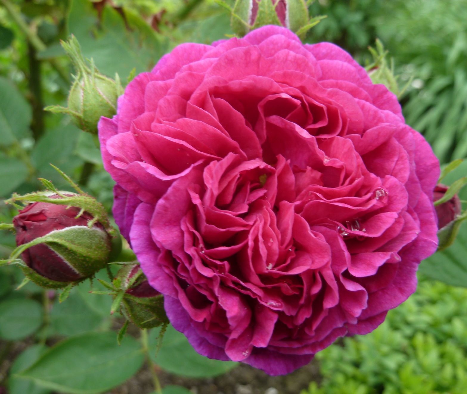 Want more rose blooms? Dan Gill explains how to get them | Home/Garden ...