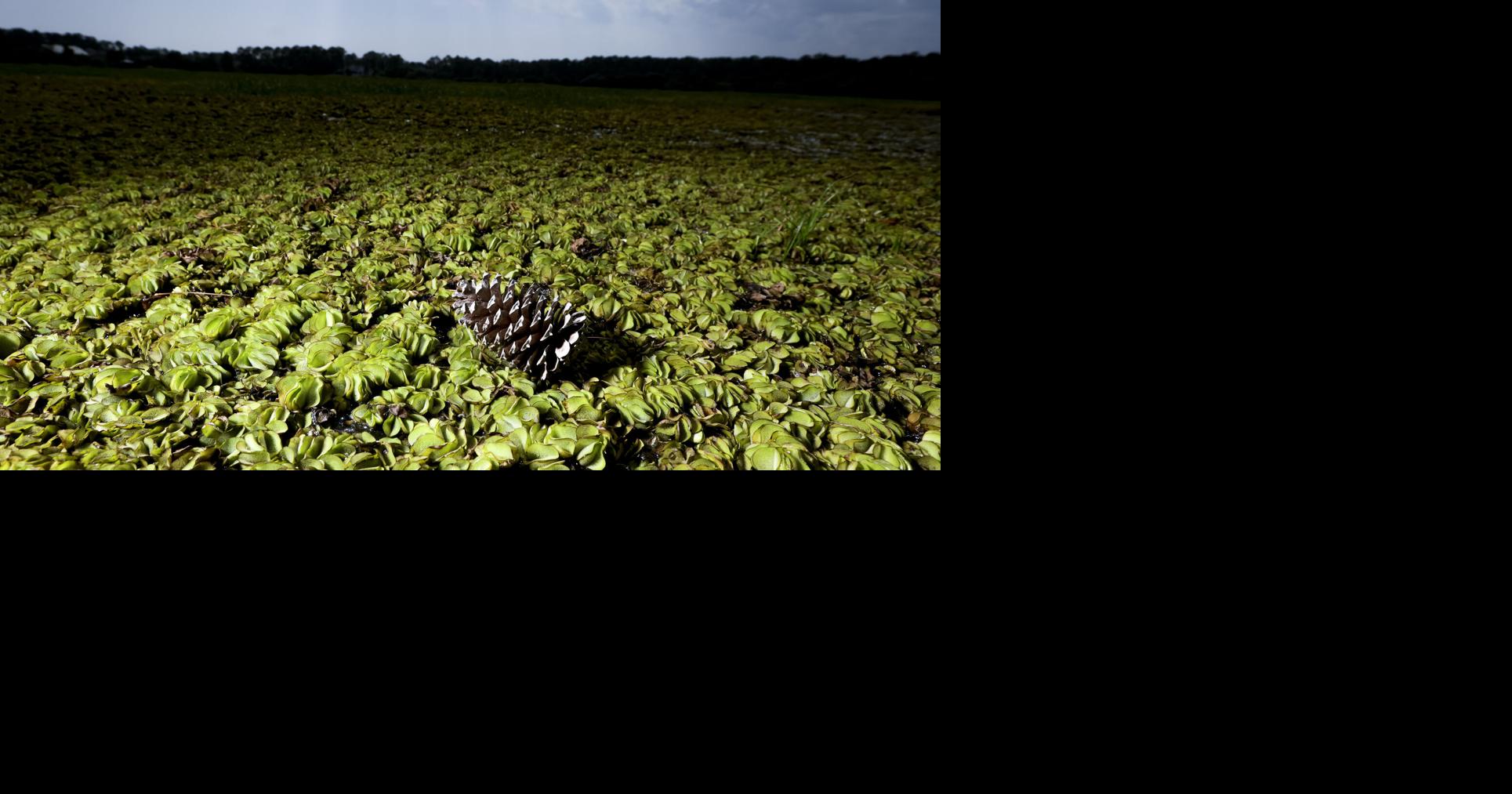 Invasive weed, a 'disaster plant, takes over Slidell lake | Environment ...