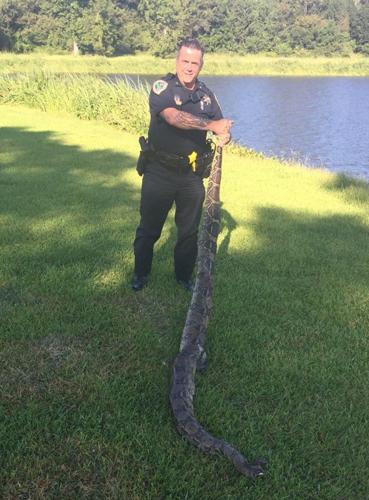 boa constrictor killing