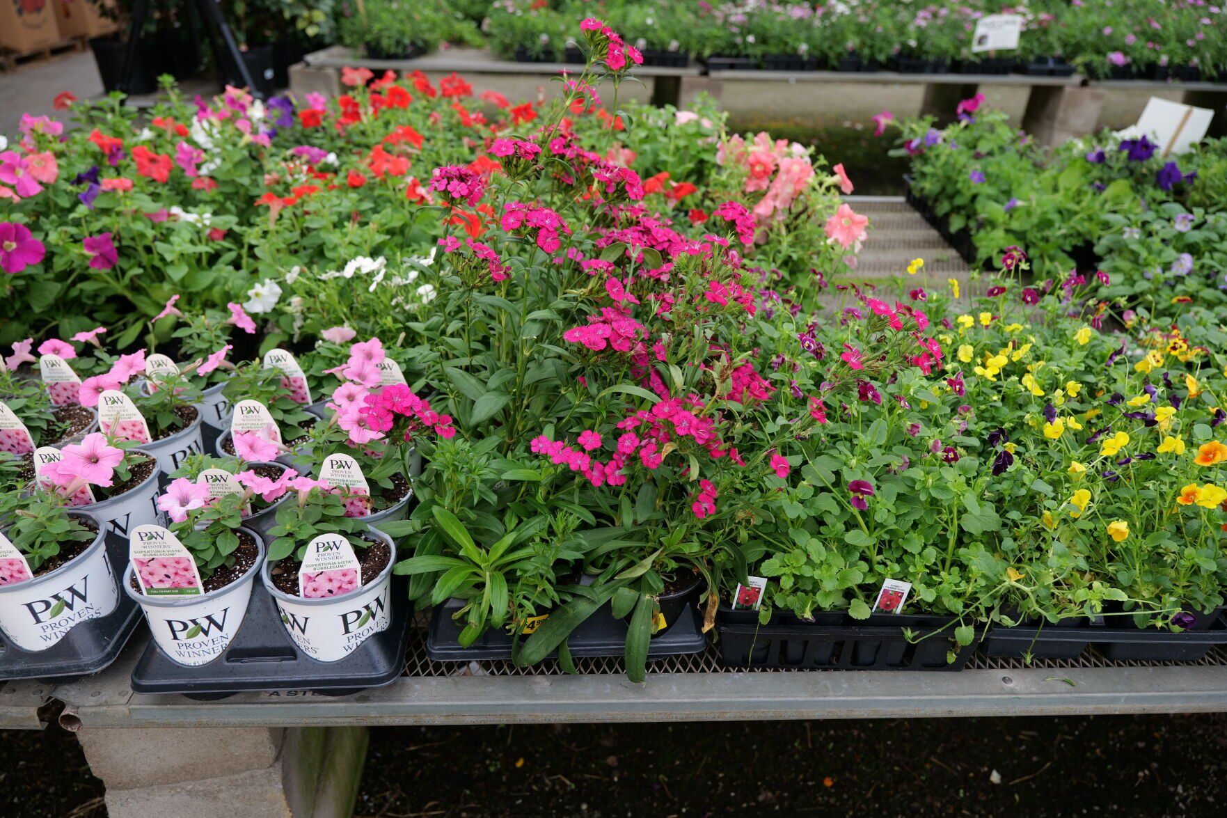 Plan the color scheme before planting cool-season flowers | Home/Garden ...