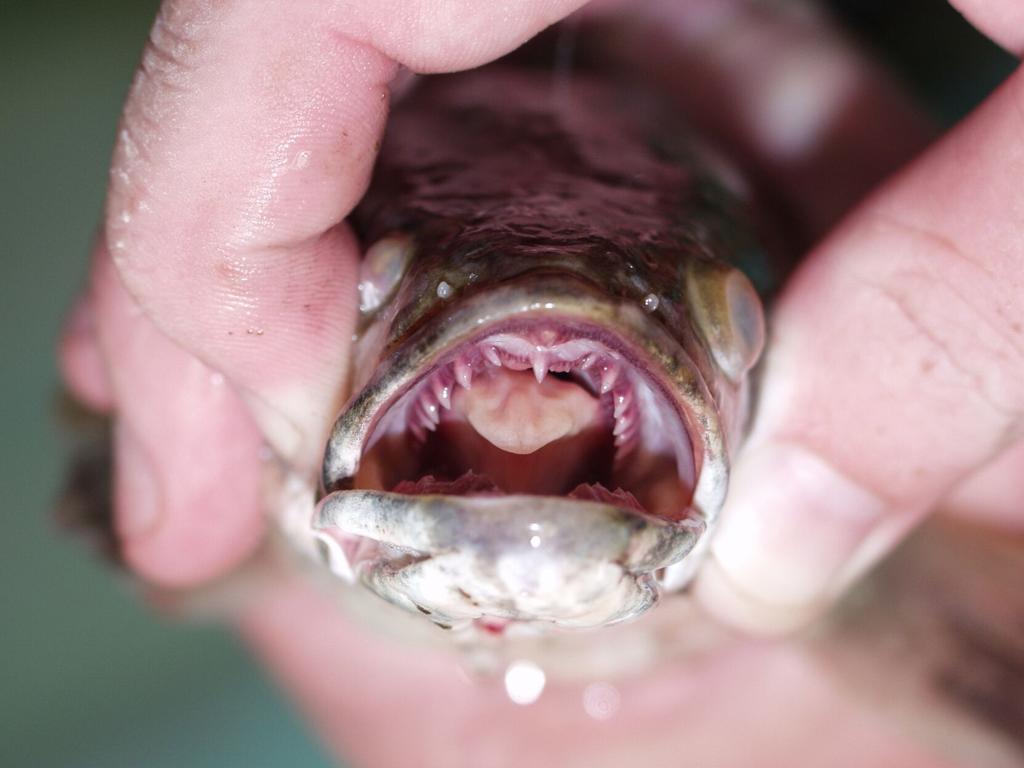 snakehead fish teeth