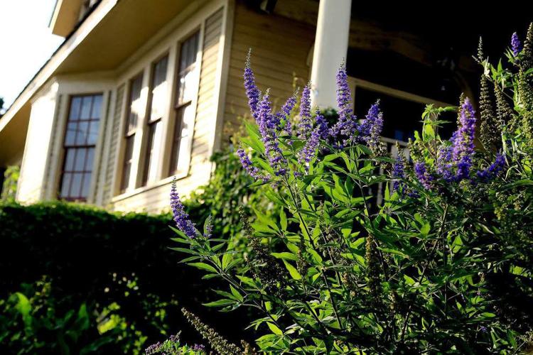 Form plus function add up to a colorful mini-wetland | Home/Garden ...
