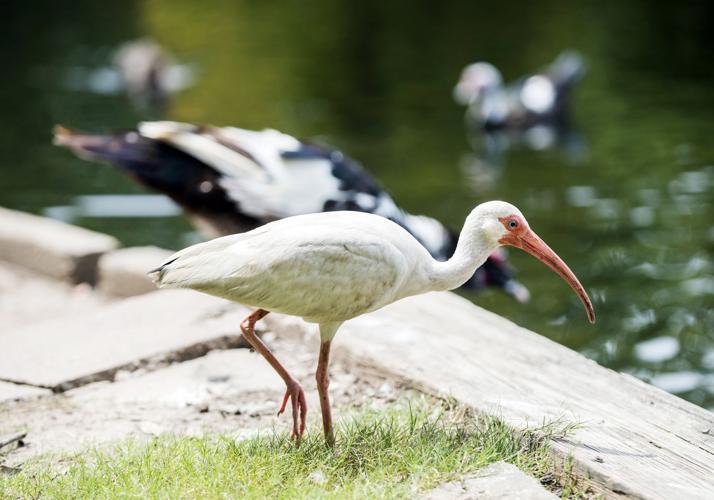 10 most common birds to see in the New Orleans area | Entertainment ...