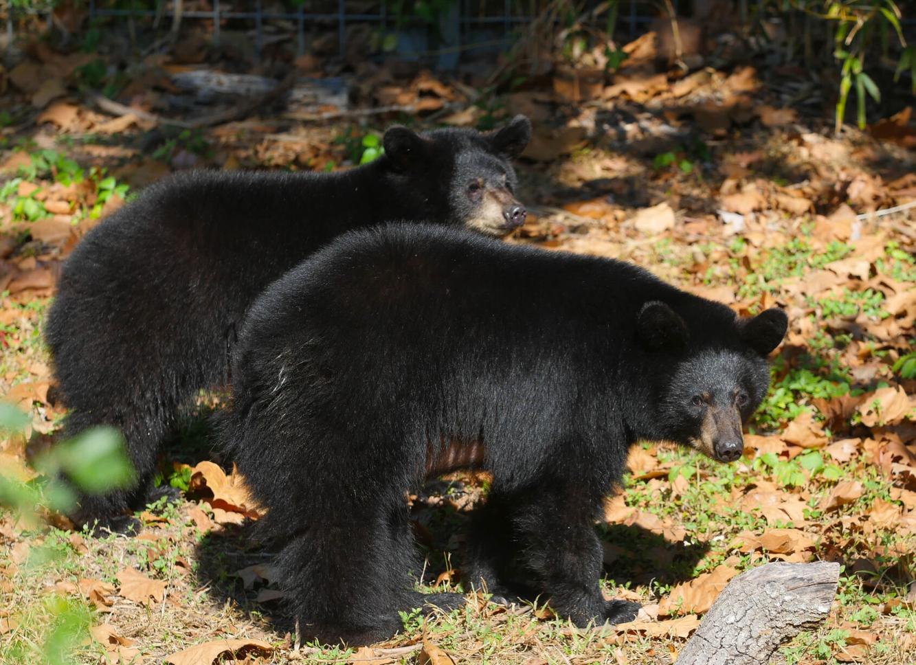 Swamp Fête at Audubon Zoo features bears, music, Cajun food | Where ...
