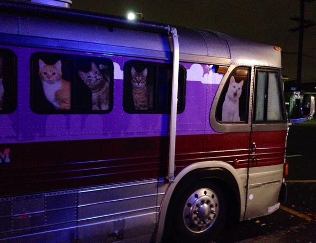 Review: The Amazing Acro-Cats in A Very Meow-y Christmas | The Latest ...