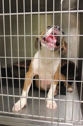 Zeus' Rescues gets permanent home in New Orleans | Archive | nola.com