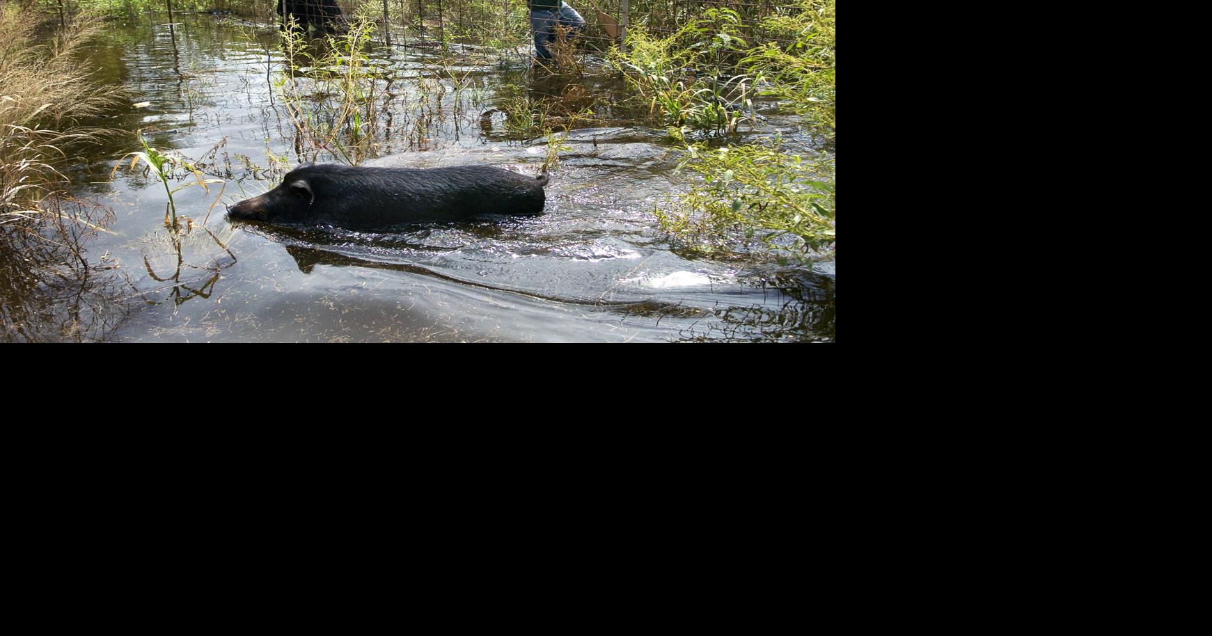 Feral hogs are outsmarting people and predators in the U.S. They have a ...