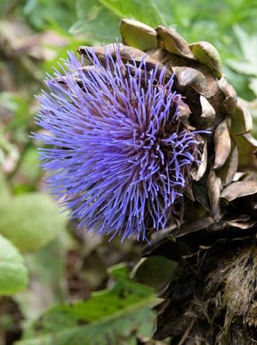 Herbs and vegetables of the African diaspora grow at Longue Vue, with ...