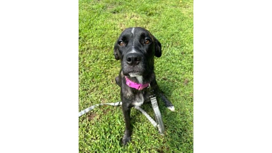 Louisiana shelter gives a home to animals impacted by Helene | News ...