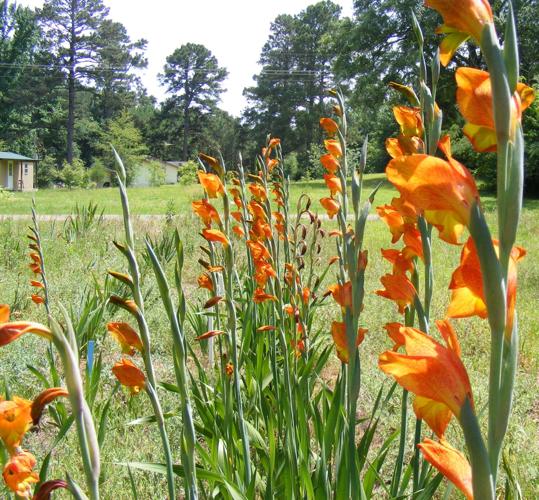 In vases or in the garden, gladiolus are a lovely addition | Home ...