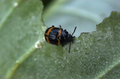 Beetle genitals could hold key to better medical tools: report ...