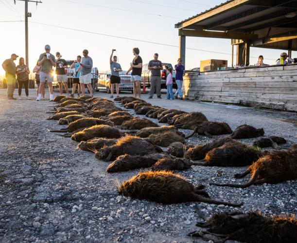 Nutria Rodeo photos | News | nola.com