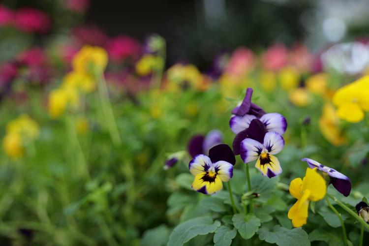 Two related flowers are great for fall: Pansies and violas | Home ...