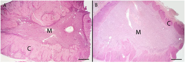 BP oil spill contributed to dead dolphins, scientists say, citing ...