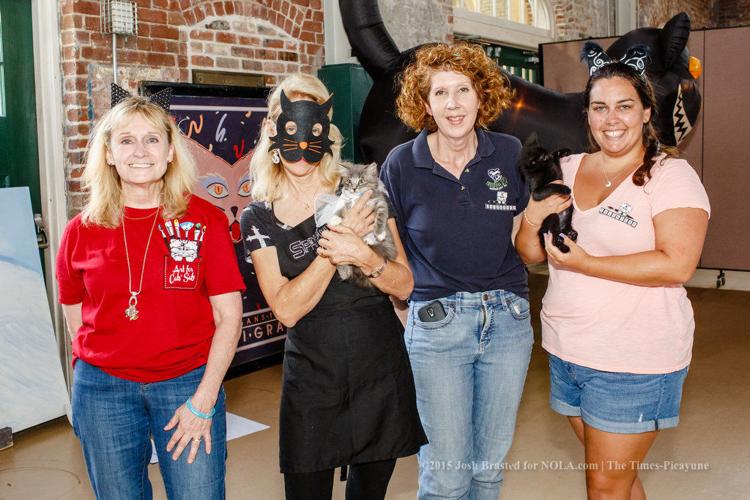 Lil' Bunny Sue Roux among Internet cat video stars at New Orleans Cat ...