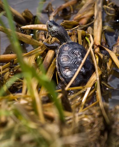 Shell game: researchers release 21 diamondback terrapins hatched from ...