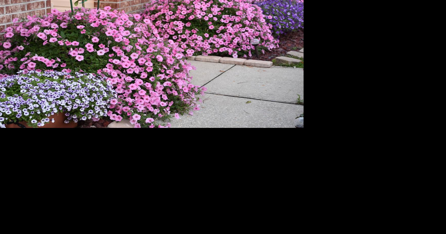 Make sure your plants survive while you're on vacation | Home/Garden ...