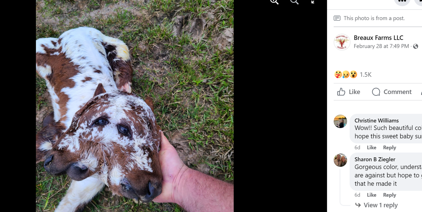 Two-faced calf born at Breaux Farms in South Louisiana | Entertainment ...