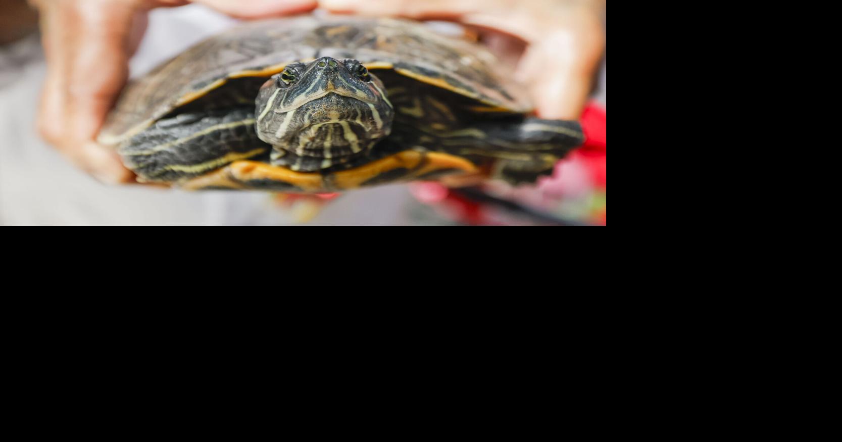 Brennan's holds 9th annual Krewe of Turtles parade | Photos | nola.com