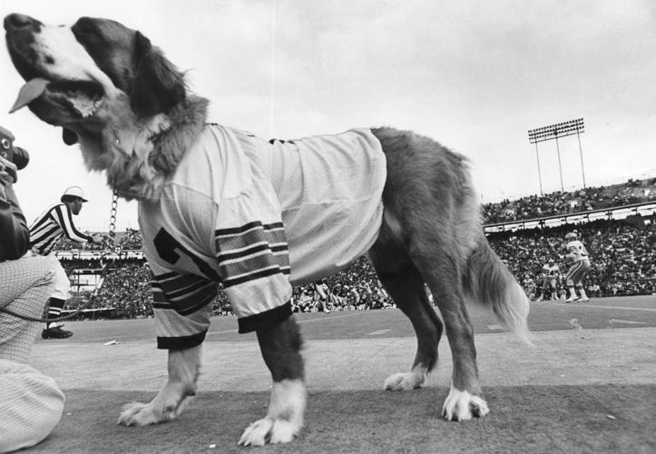 Gumbo rah-rah: How a St. Bernard dog became the New Orleans Saints ...