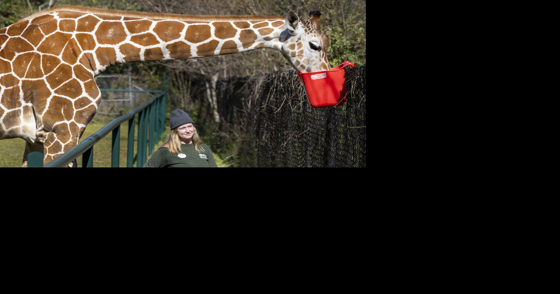 NO.giraffe.011725_2068.JPG | | nola.com