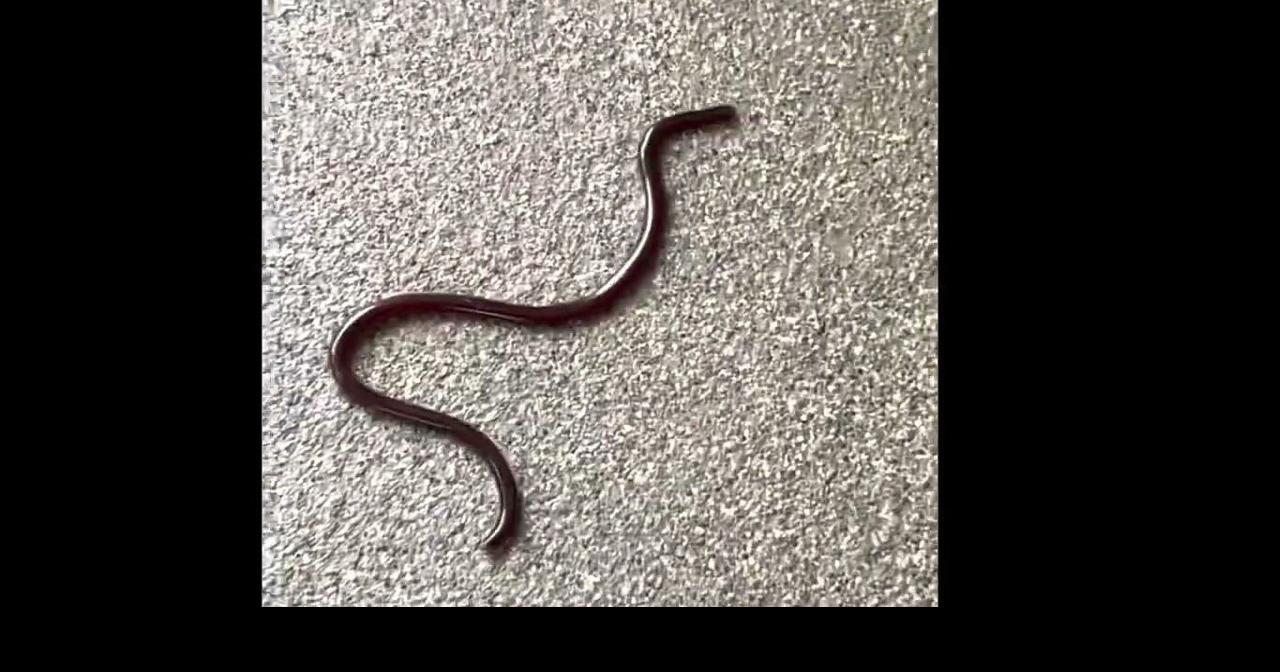 The smallest snake in America might live in your backyard | Multimedia ...