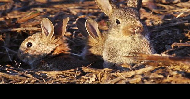 Bonehead Bill of the Week: Jail for selling rabbits on the roadside ...