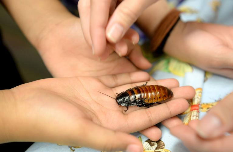 How to keep cockroaches out of Louisiana houses in summer ...