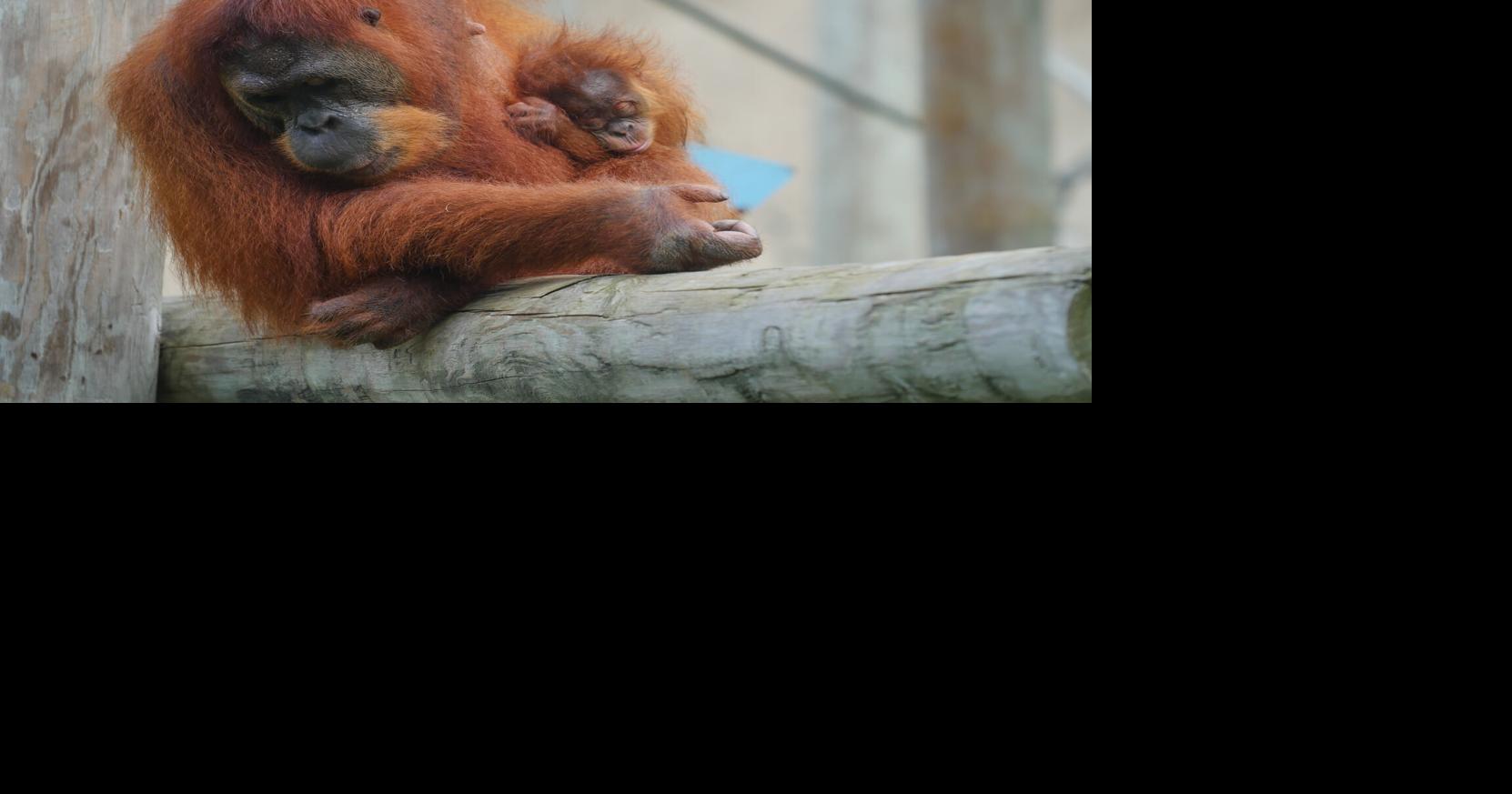 Celebrate the Halloween season by helping bats, orangutans and ...