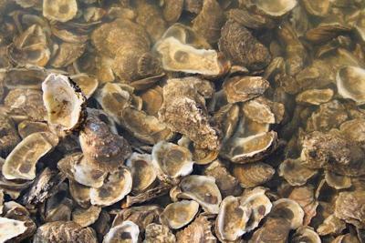 Terrebonne Parish seafood company admits illegal oyster sales ...