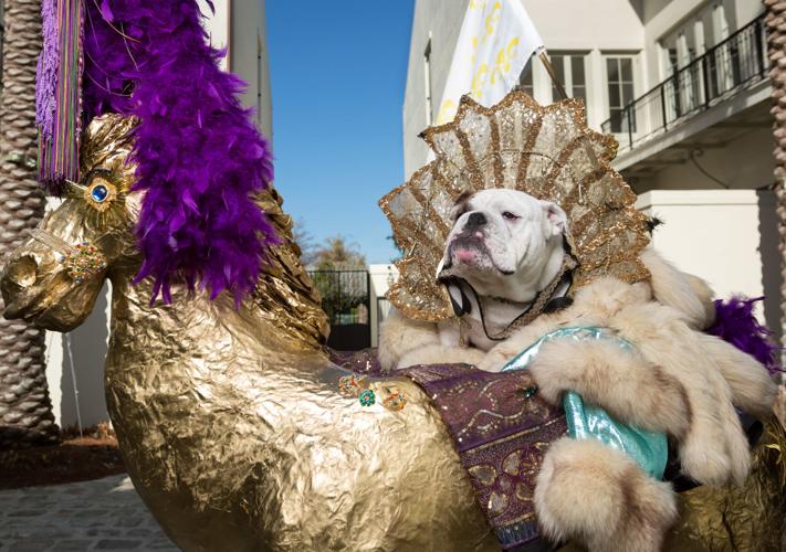 A crown prince of the animal kingdom rides high in Barkus today | Mardi ...