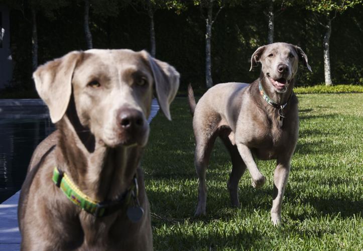 After 30 years, Barkus is still the top dog | Mardi Gras | nola.com
