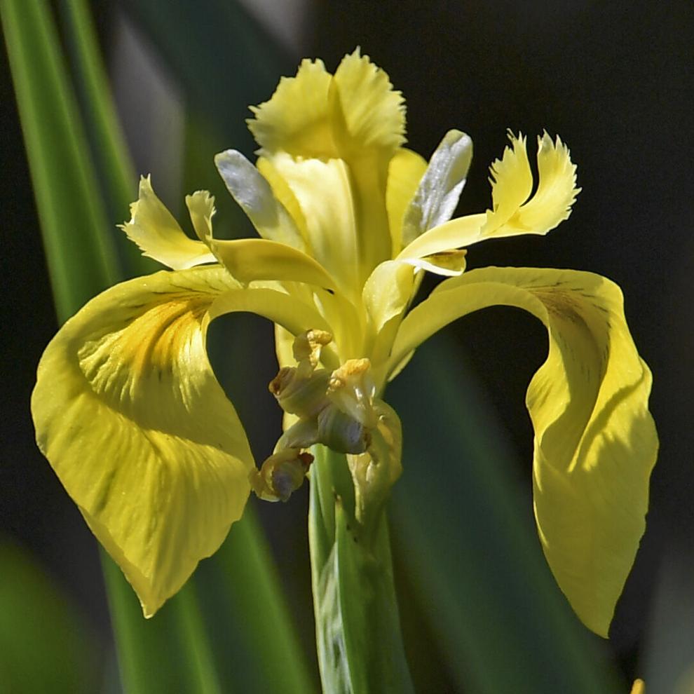 | Home/Garden | nola.com