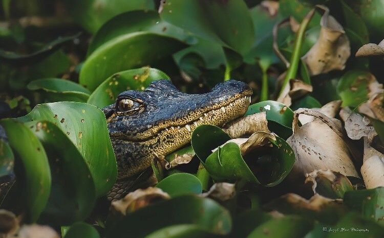 Sponsored: Tchefuncte River boat tours in Louisiana | Sponsored ...