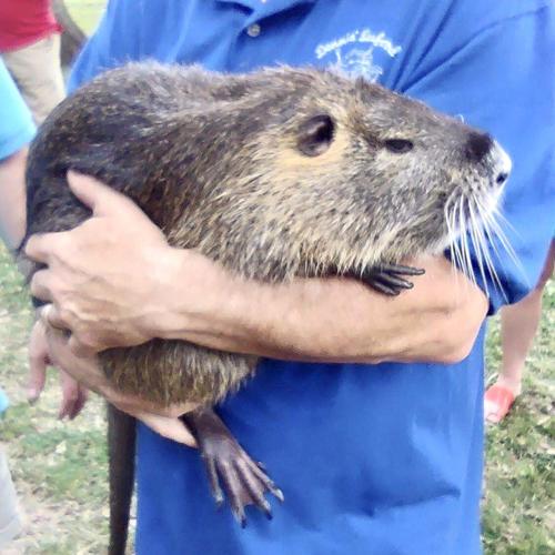 Steve Scalise meets Neuty, the star nutria rat | Entertainment/Life ...