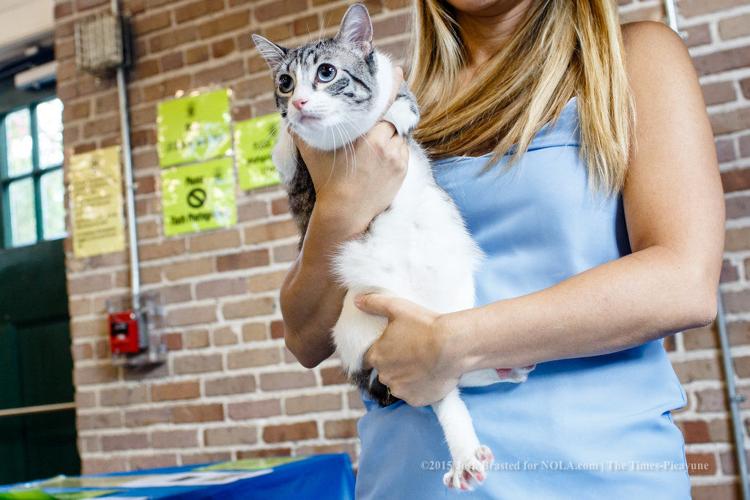 Lil' Bunny Sue Roux among Internet cat video stars at New Orleans Cat ...