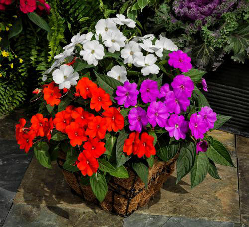 Impatiens that love the sun: Compact SunPatiens are a new Louisiana ...