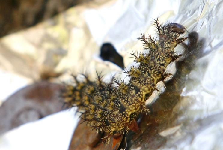 Ouch! The buck moth caterpillar assault starts soon. Time to spray your ...