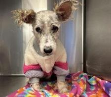 Scrim the dog was first rescued in Houma, Louisiana | Entertainment ...