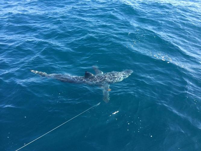 Venice angler boats Louisiana's No. 4 mako shark in epic battle ...