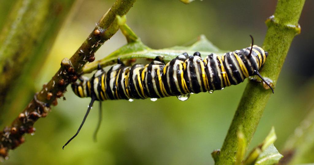 See milkweed seeds explode from their pods | Home/Garden | nola.com